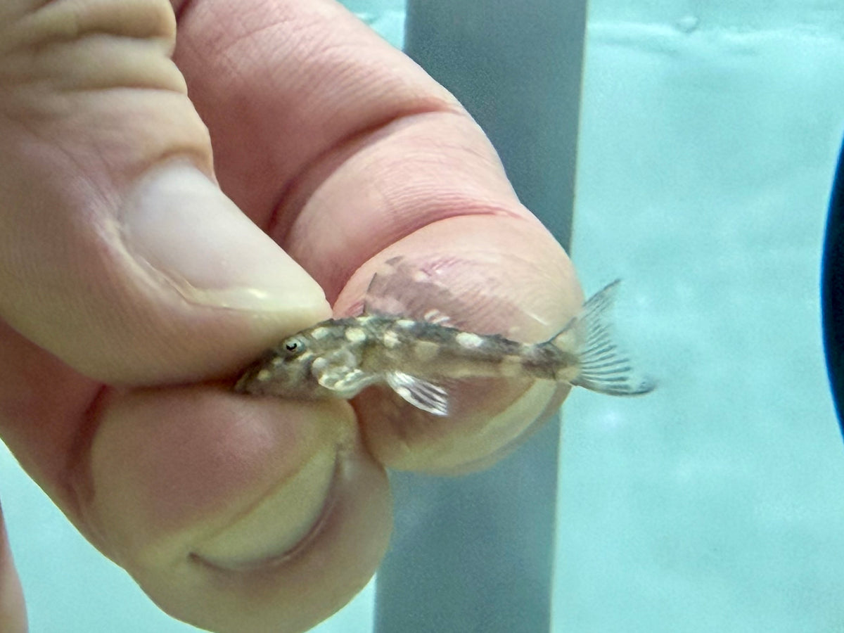 * Pleco * Hypancistrus sp. L471 (Mini snowball pleco) 2-3cm — jzxonline