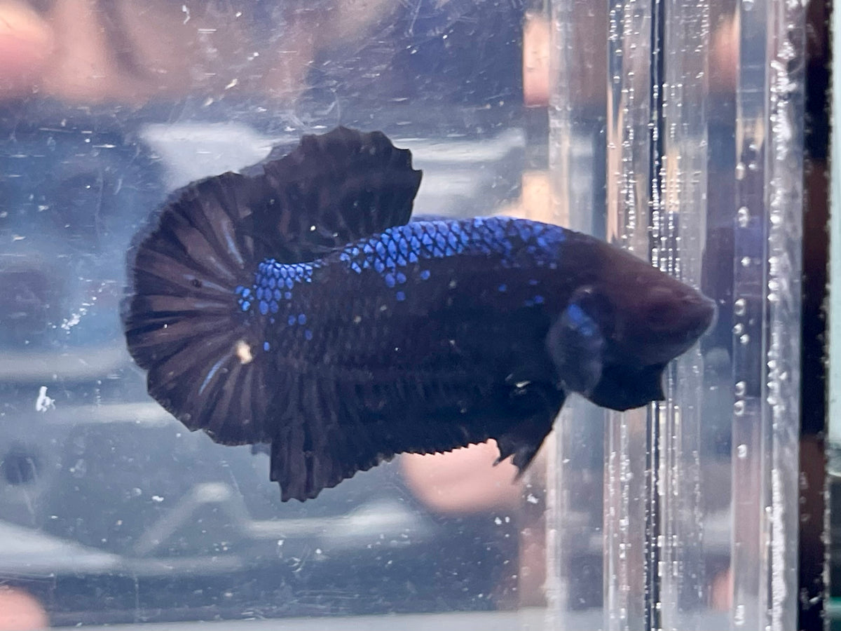 * Betta * Black Melano HMPK #P82 (Actual Fish) — jzxonline