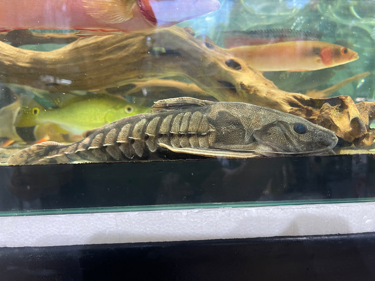 * Catfish * Megalodoras uranoscopus Irwini catfish "Peru" 30-35cm ...