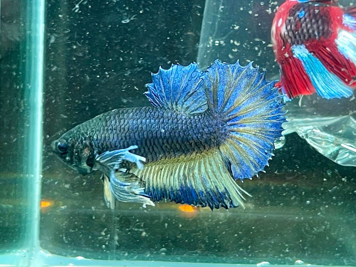 * Betta * Show Betta #B1 (Actual Fish) — jzxonline