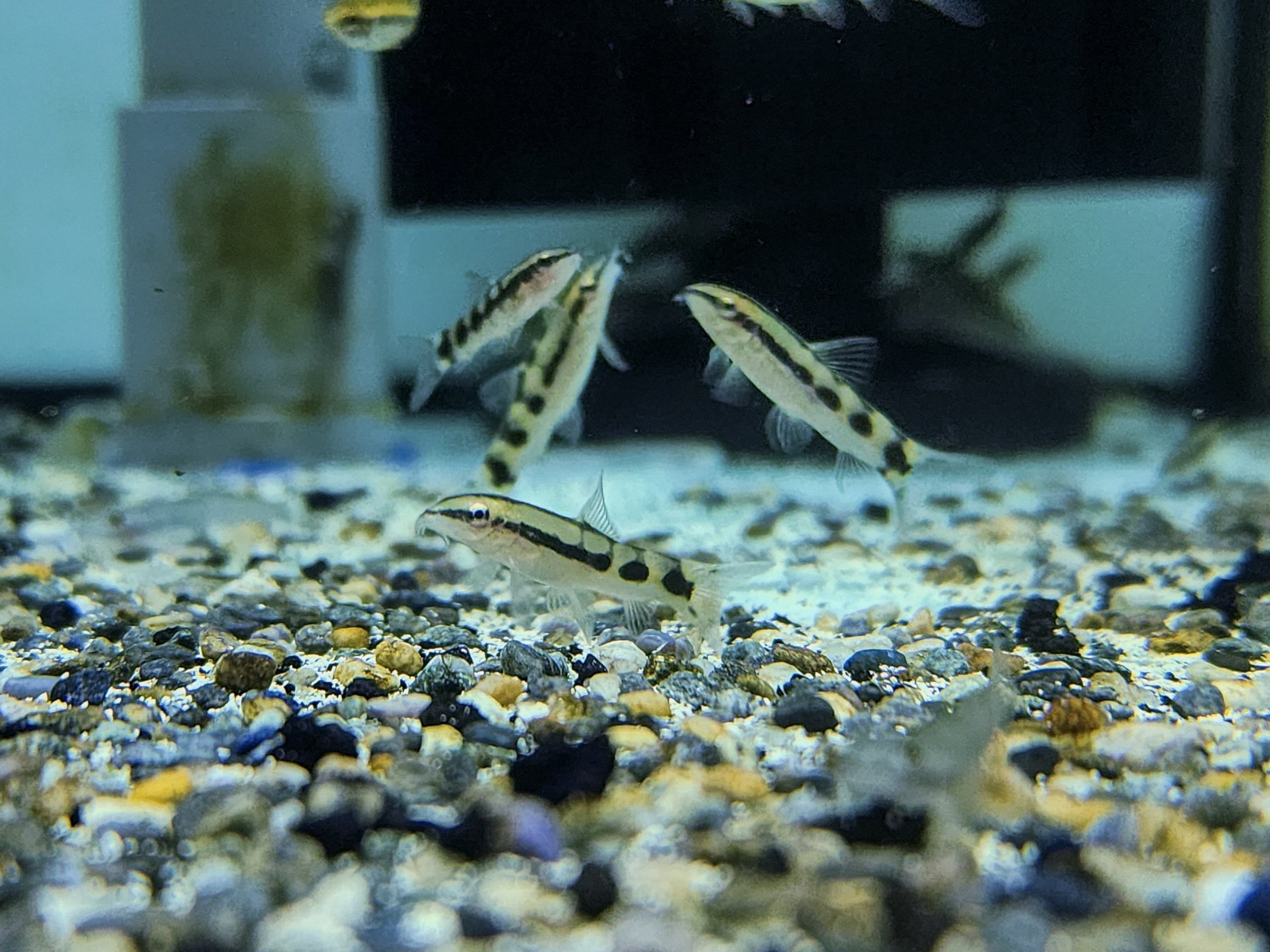 * Other Species * Ambastaia sidthimunki (Dwarf chain loach) 2-3cm ...