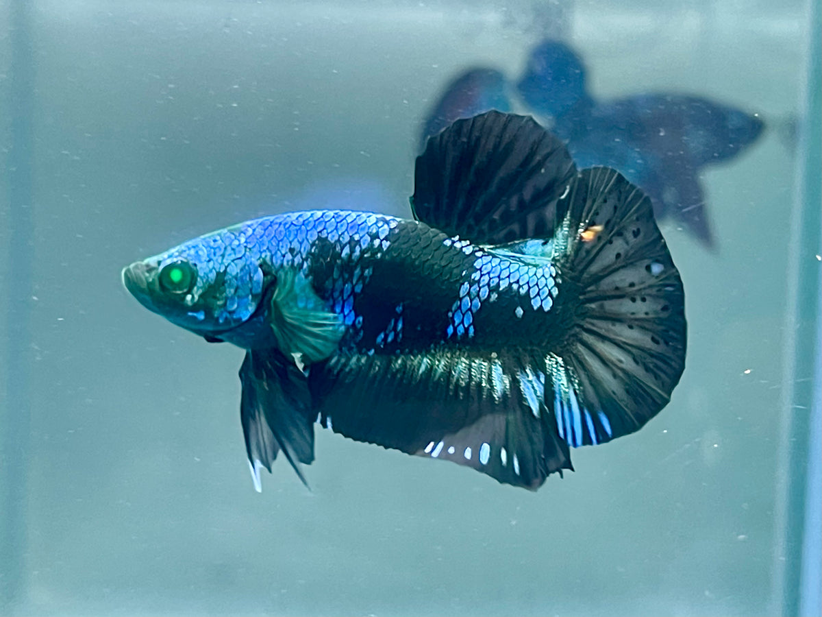 * Betta * HULK HMPK #HU19 (Actual Fish) — jzxonline