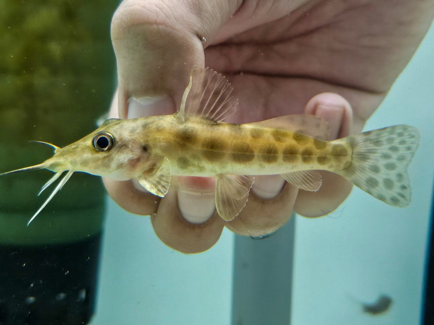 * Catfish * Auchenoglanis wittei (Mottled giraffe catfish) 8-10cm ...