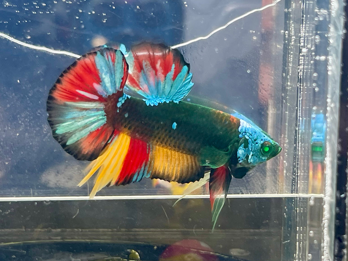 * Betta * HULK Fancy HMPK #HU28 (Actual Fish) — jzxonline