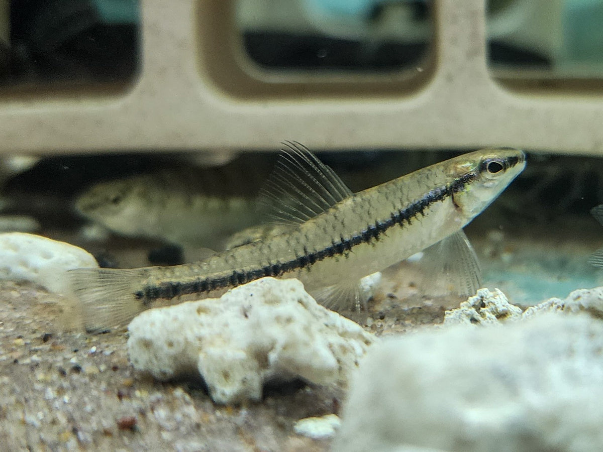 * Tetra/Barb * Characidium cf. steindachneri (Zebra darter tetra) 4-5c ...