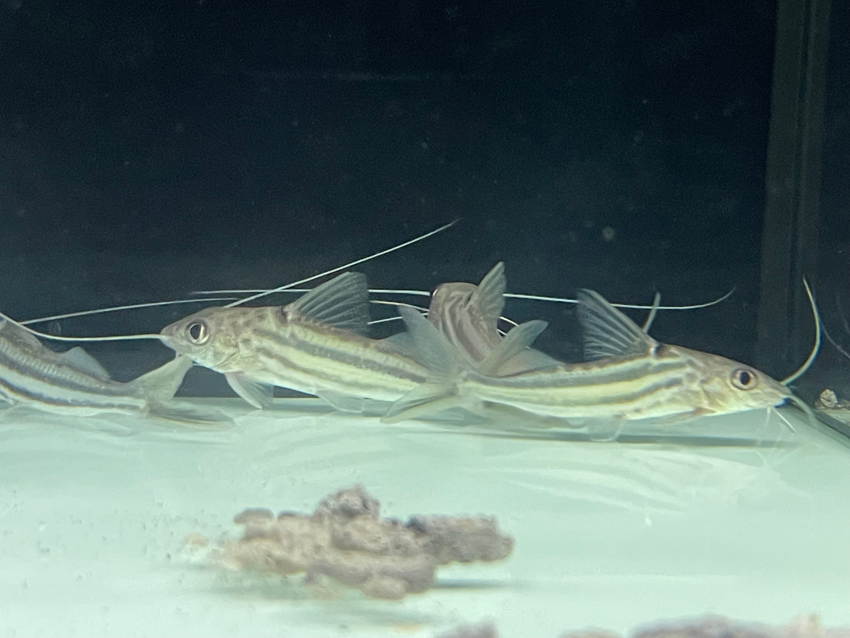 * Catfish * Pimelodus tetramerus (Xingu Zebra Pim) 8-10cm — jzxonline