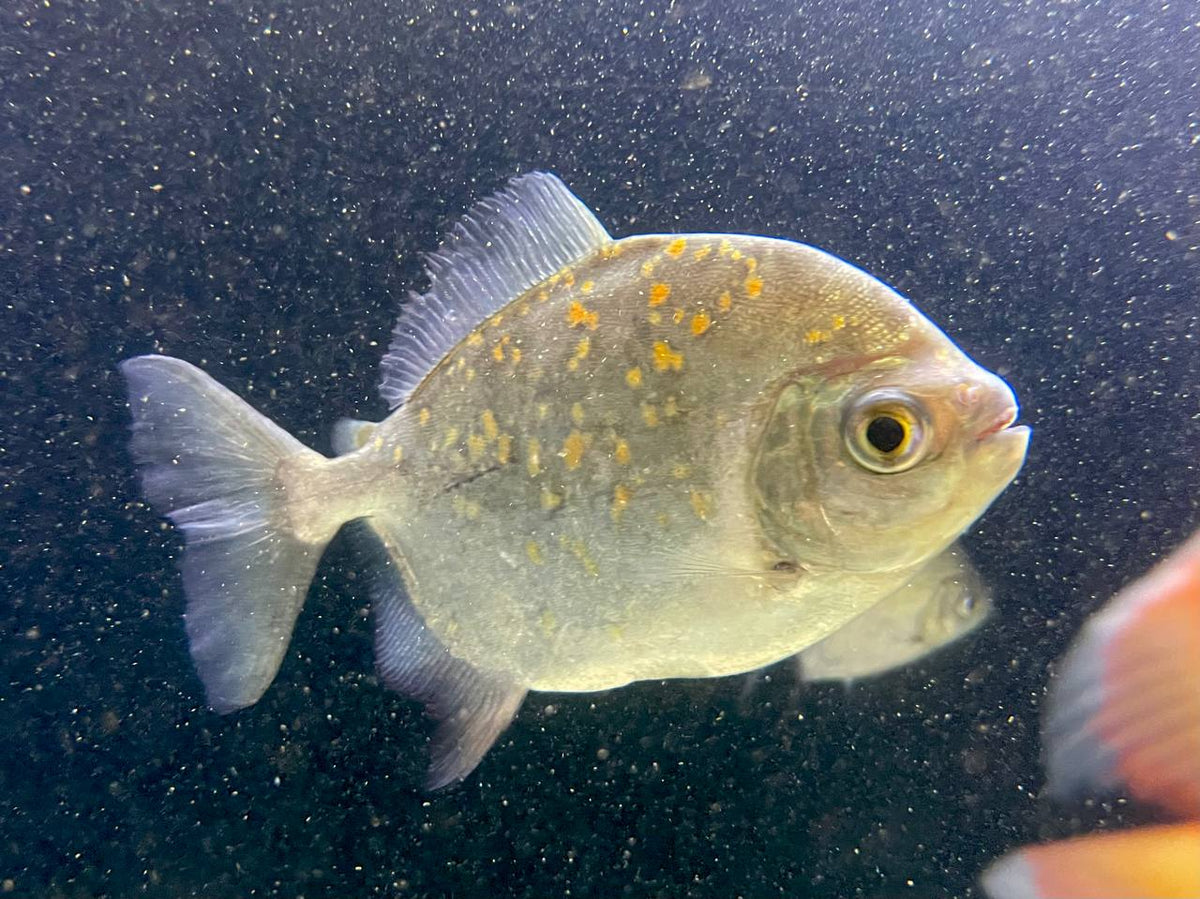 * Other Species * Myloplus asterias (Redgill Pacu) 18-20cm — jzxonline