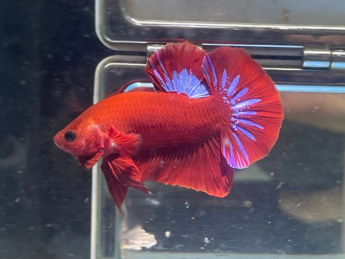 * Betta * Hellboy HMPK #HB3 (Actual Fish) — jzxonline