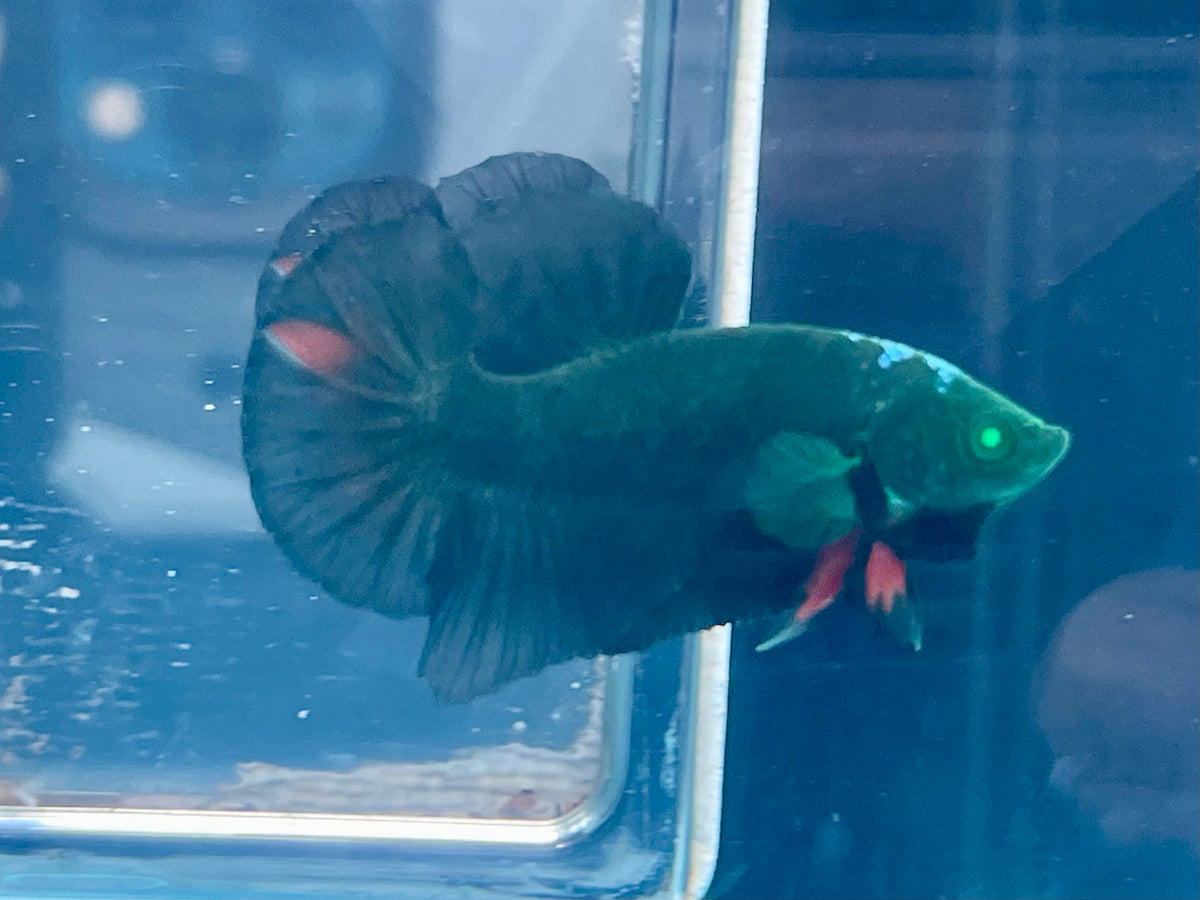 * Betta * HULK HMPK #HU16 (Actual Fish) — jzxonline