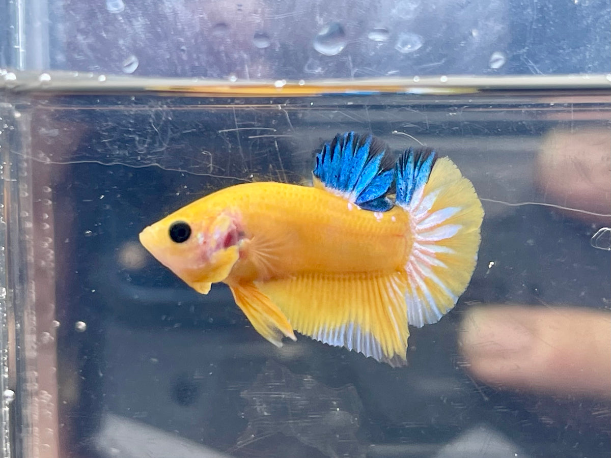 * Betta * Yellow Hellboy HMPK #Y2 (Actual Fish) — jzxonline