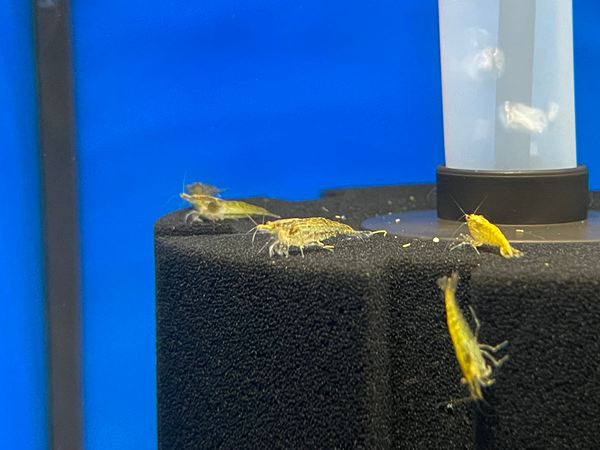 * Shrimps * Jade Green Shrimps (10 pieces) — jzxonline