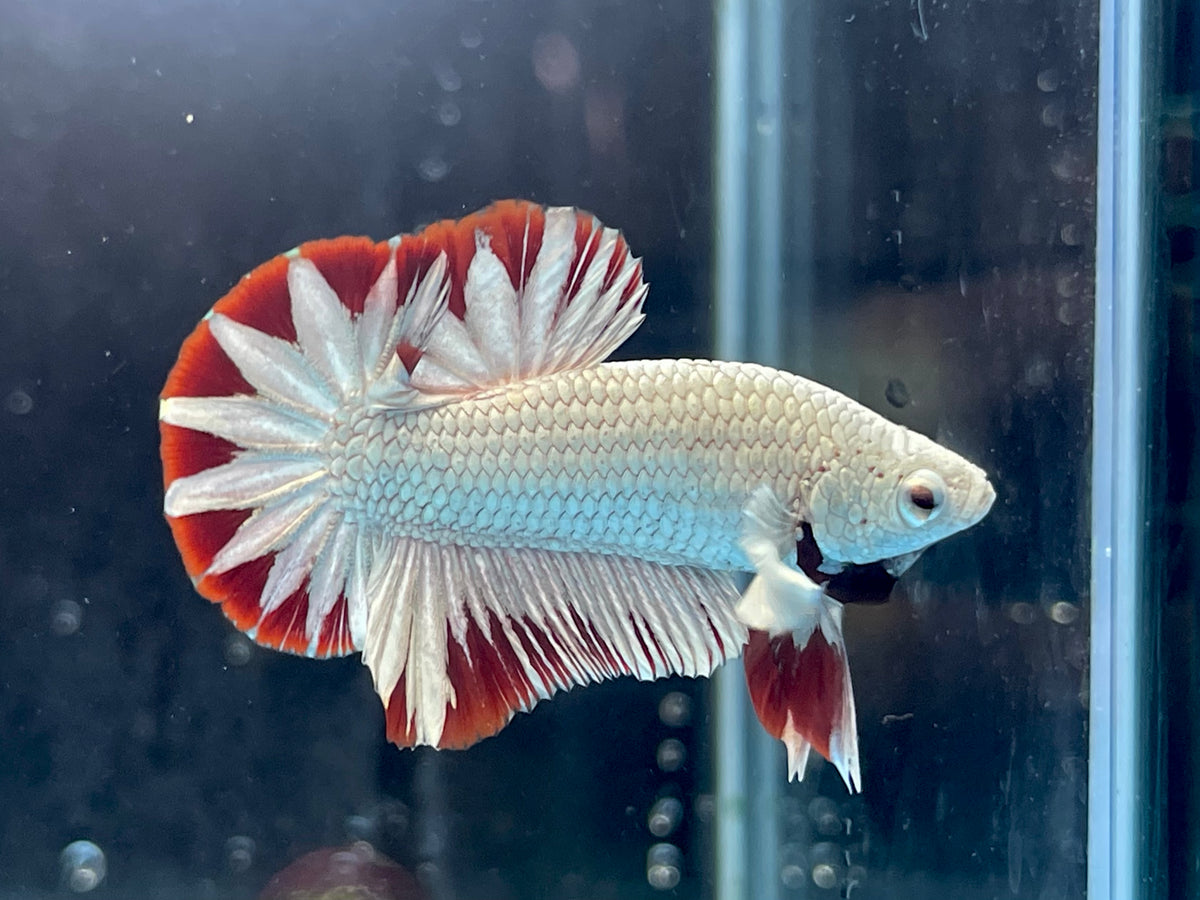 * Betta * Red Dragon HMPK #P12 (Actual Fish) — jzxonline