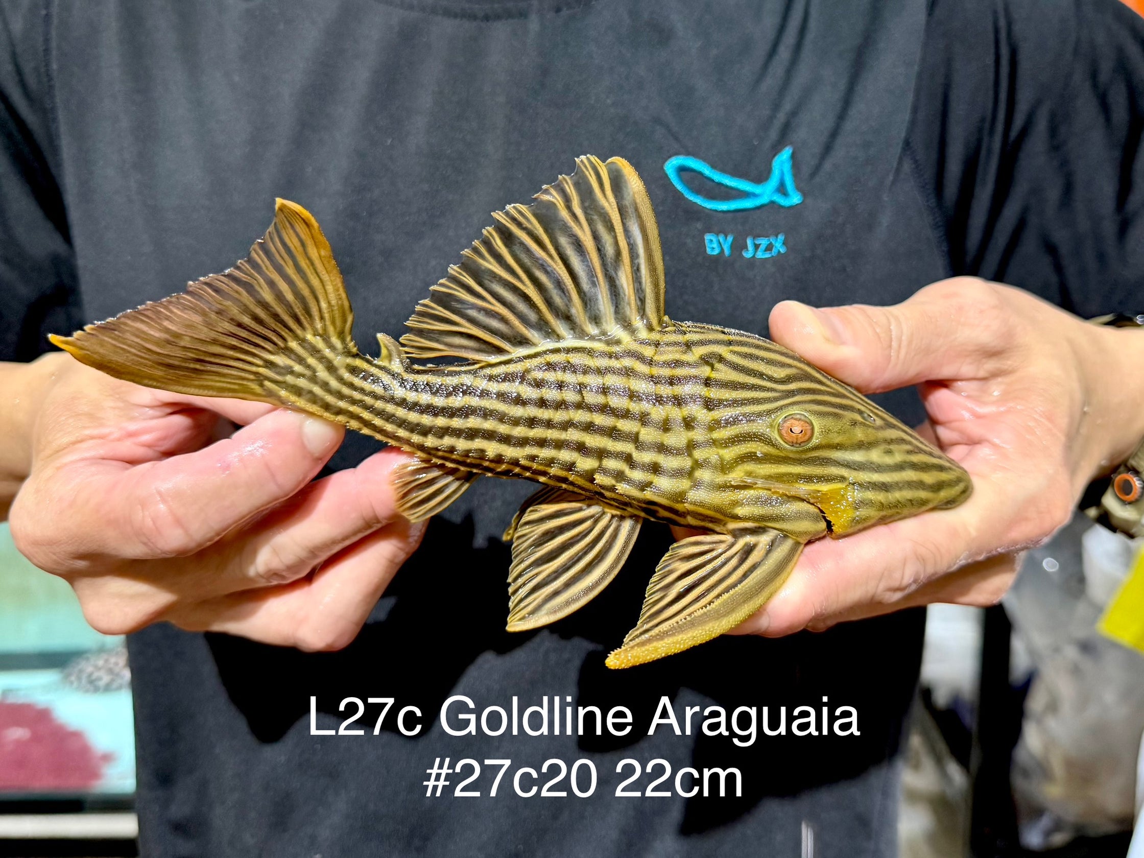 * Pleco * Panaque armbrusteri (L27C Araguaia GOLDLINE) 22cm #27c20 (Ac — jzxonline