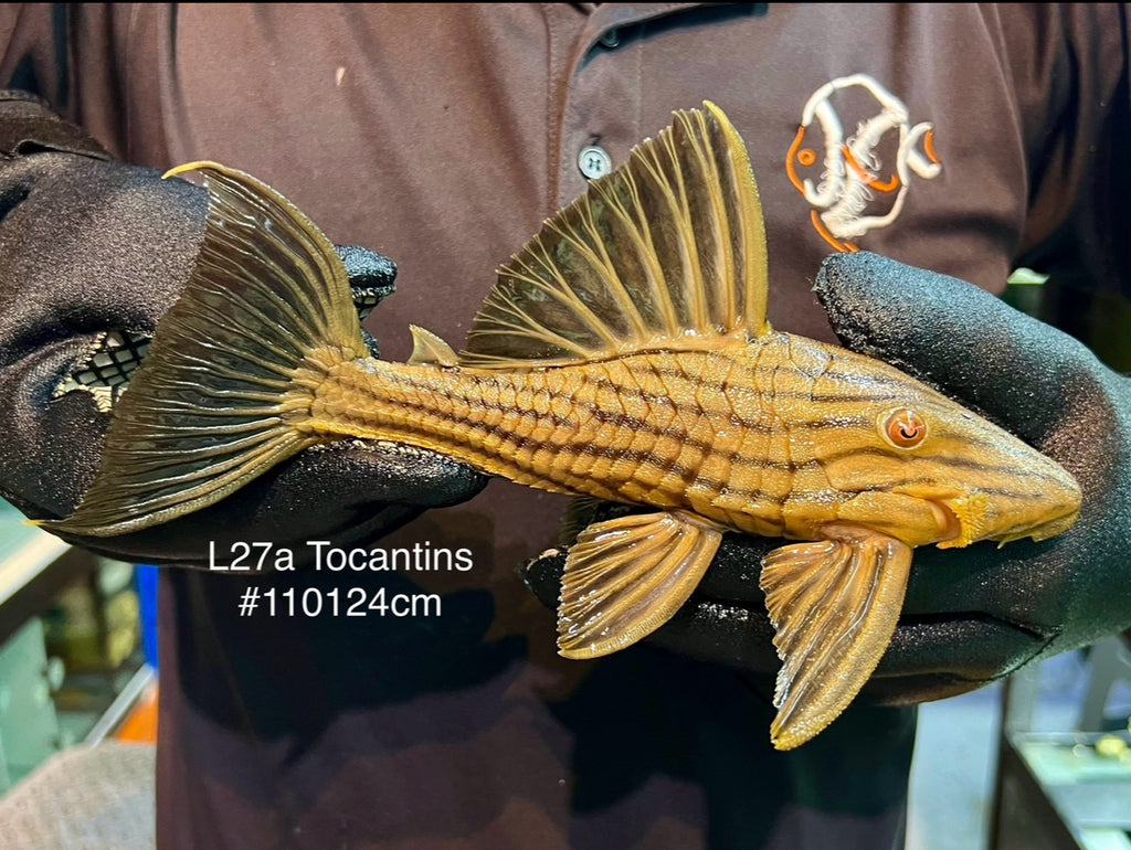 Plecos — jzxonline