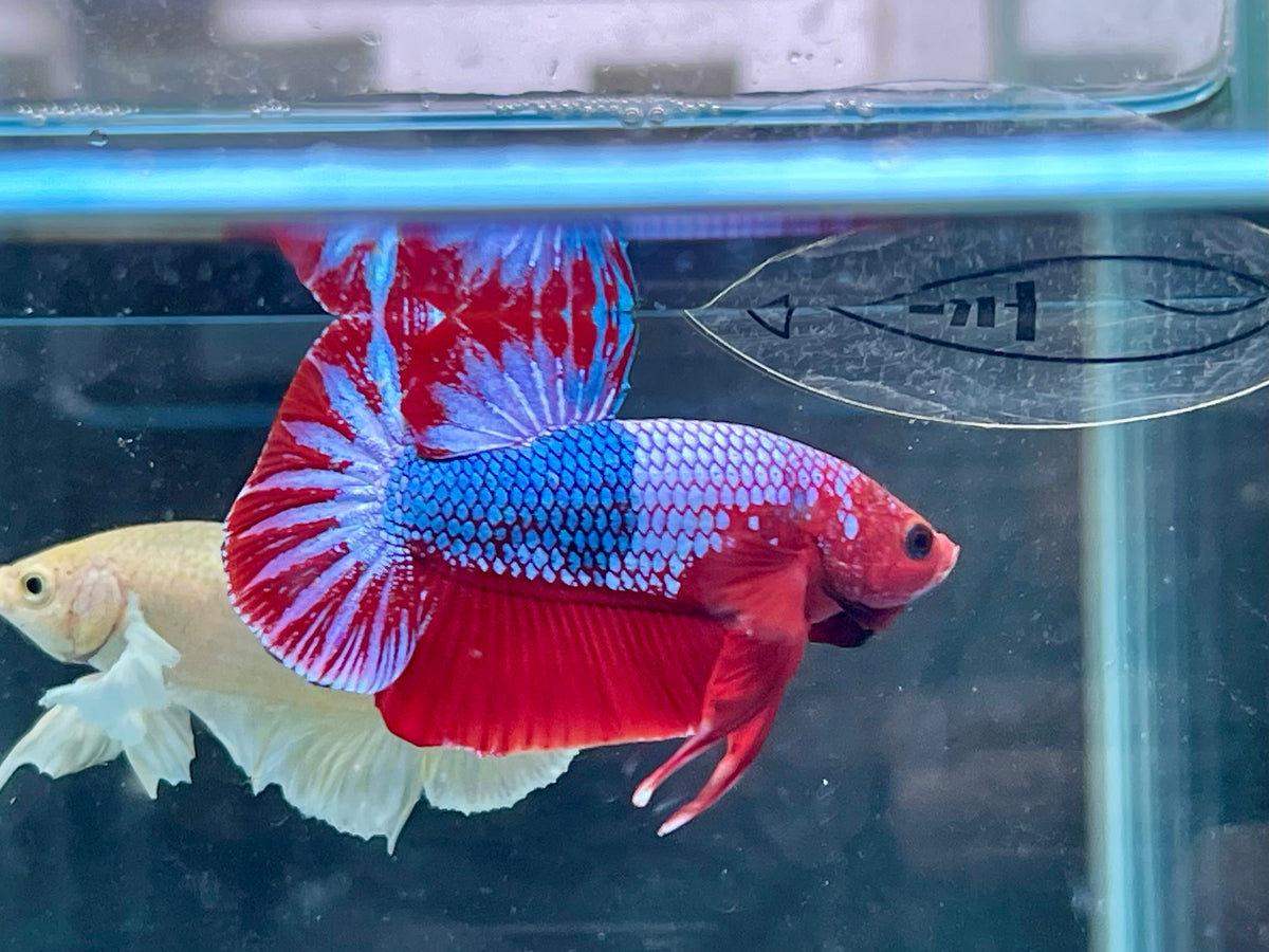 * Betta * Red Hellboy HMPK #P94 (Actual Fish) — jzxonline