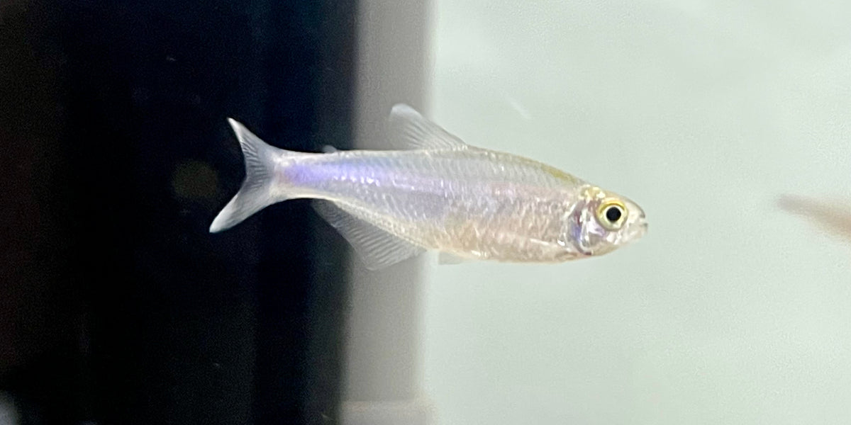* Tetra/Barb * Tyttocharax cochui — jzxonline