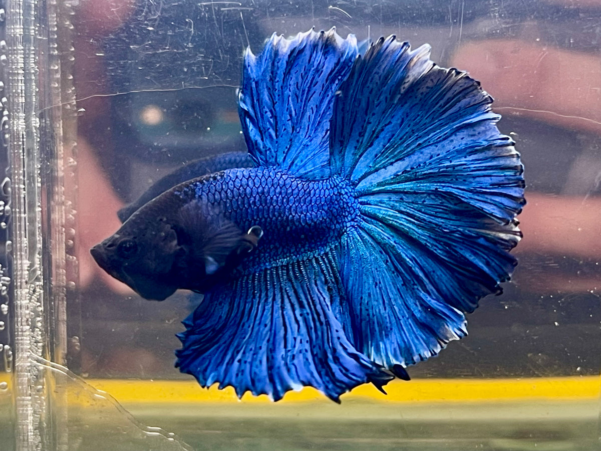 * Betta * Turquoise HM #HM63 (Actual Fish) — jzxonline