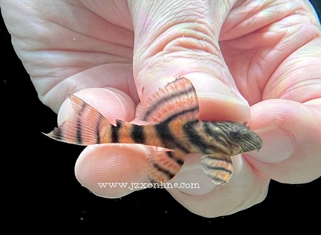 * Pleco * L397 “captive” 4-5cm — jzxonline