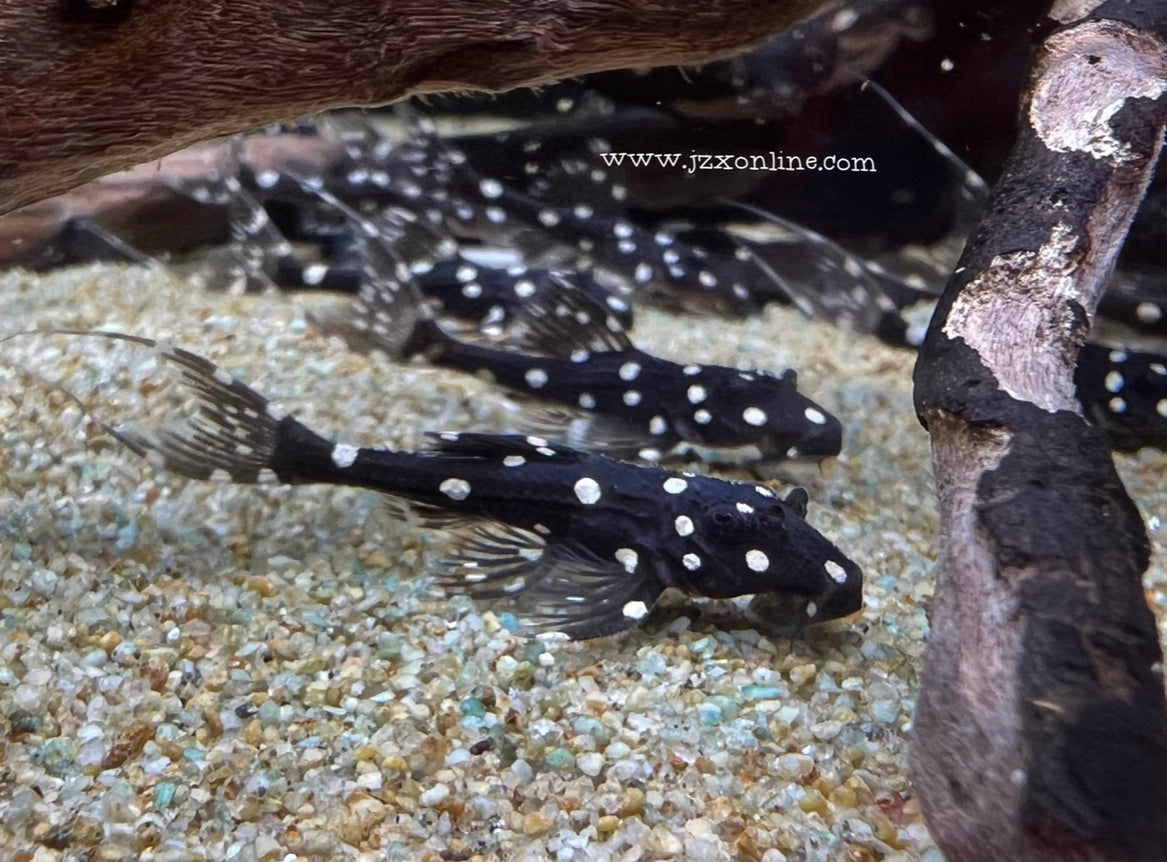 Plecos — jzxonline