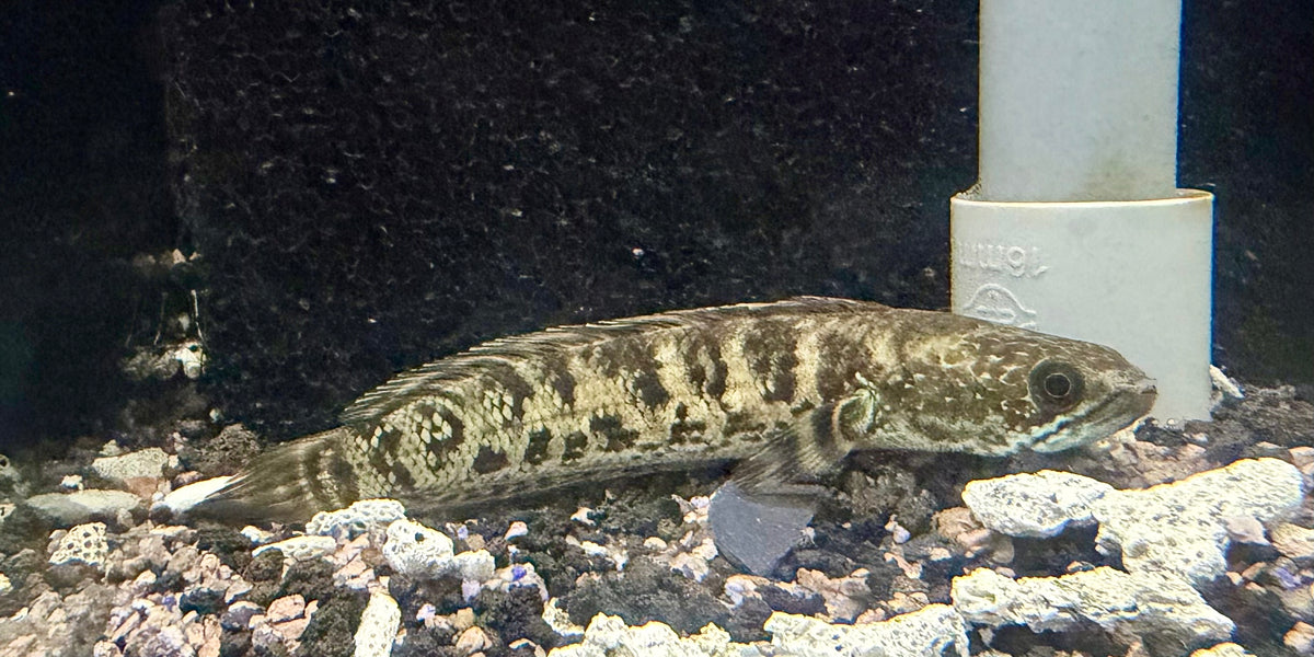 * Channa * Channa Aurantimaculata (Cobra Channa) 12-15CM — jzxonline