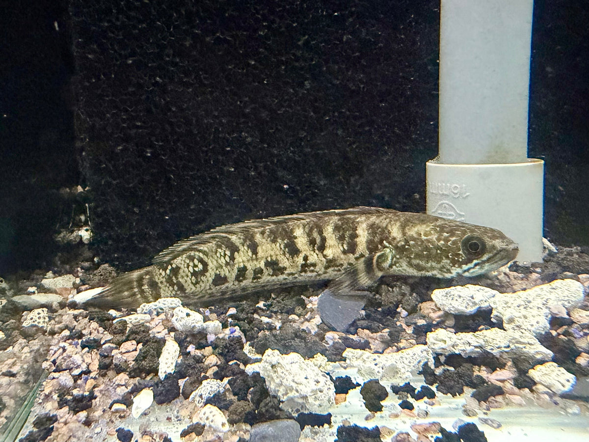 * Channa * Channa Aurantimaculata (Cobra Channa) 12-15CM — jzxonline