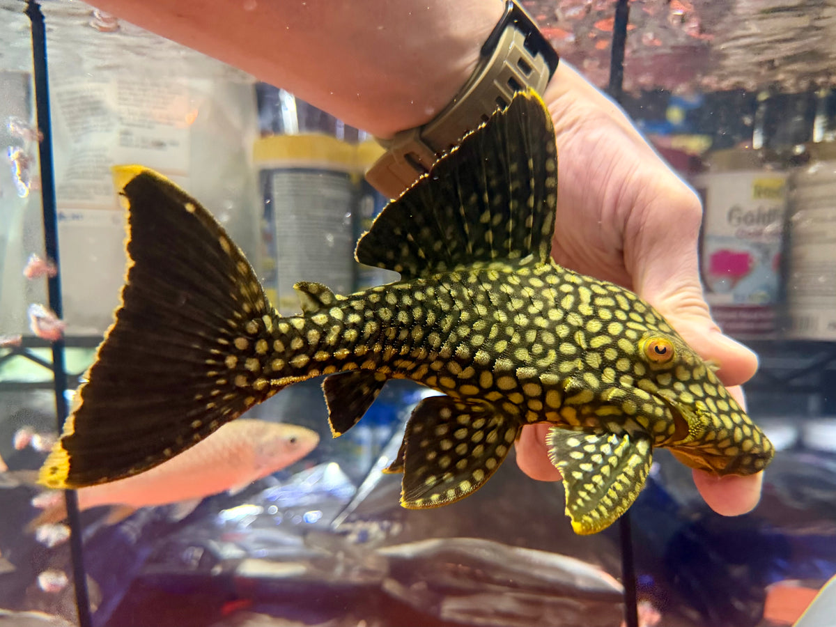 * Pleco * L330 (Watermelon Pleco) Full Spotted 23cm #33005 — jzxonline