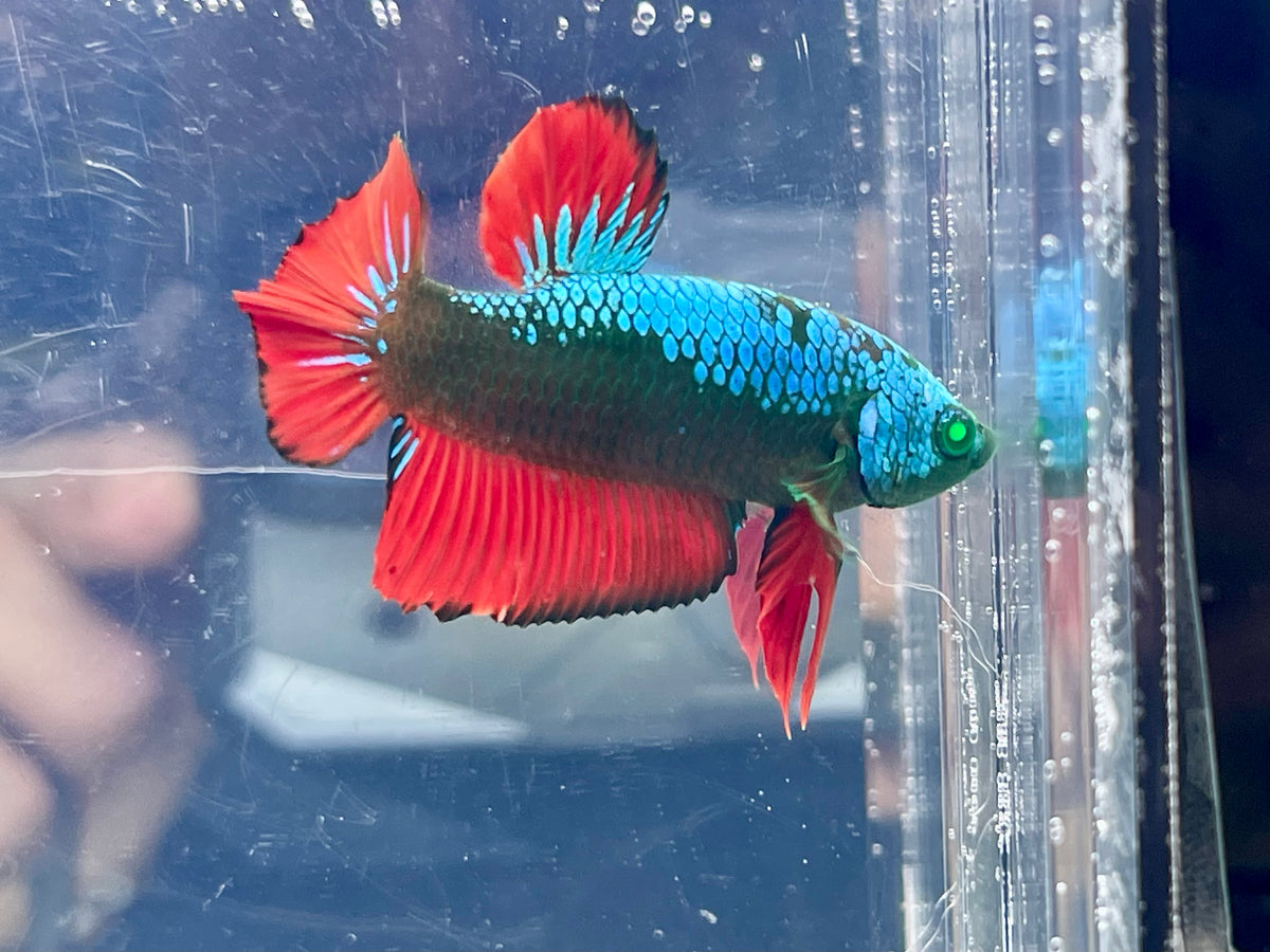 * Betta * HULK HMPK #HU31 (Actual Fish) — jzxonline