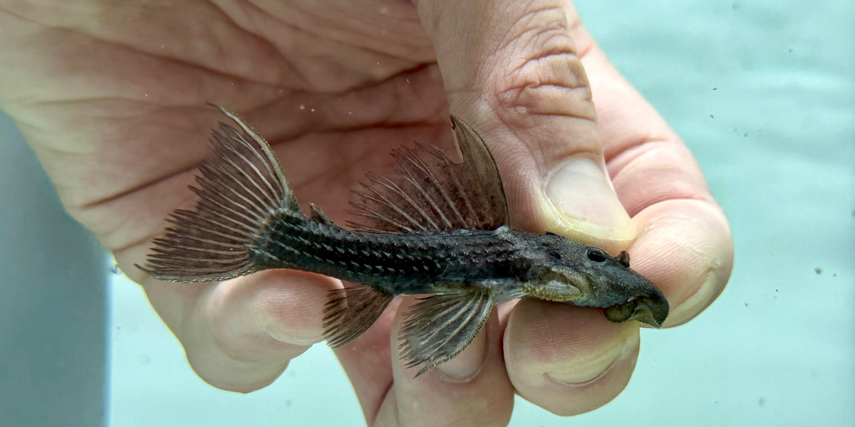* Pleco * L320 7-9cm — jzxonline