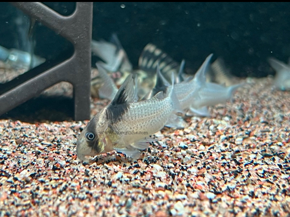 Corydoras — jzxonline