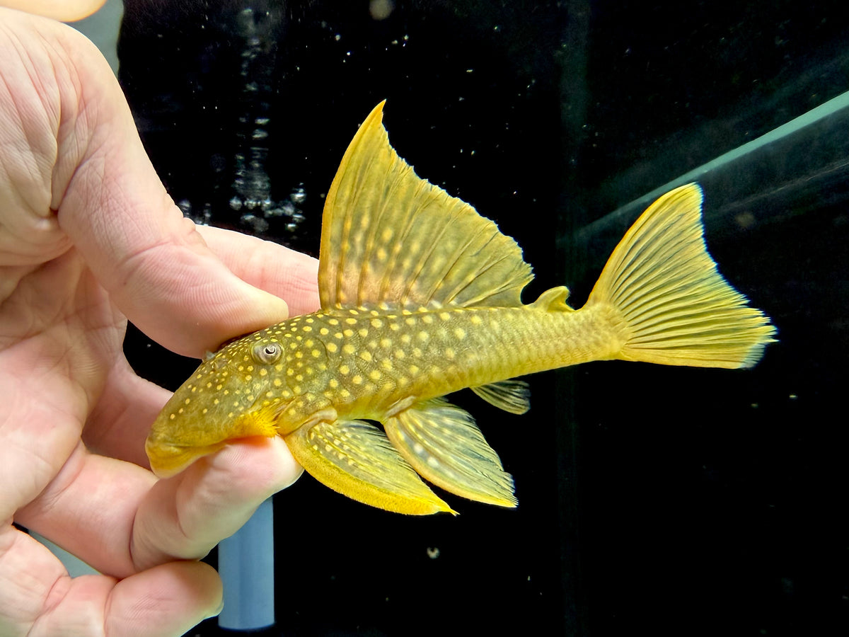 * Pleco * Hemiancistrus subviridis (L200 High Fin) 13-15cm — jzxonline