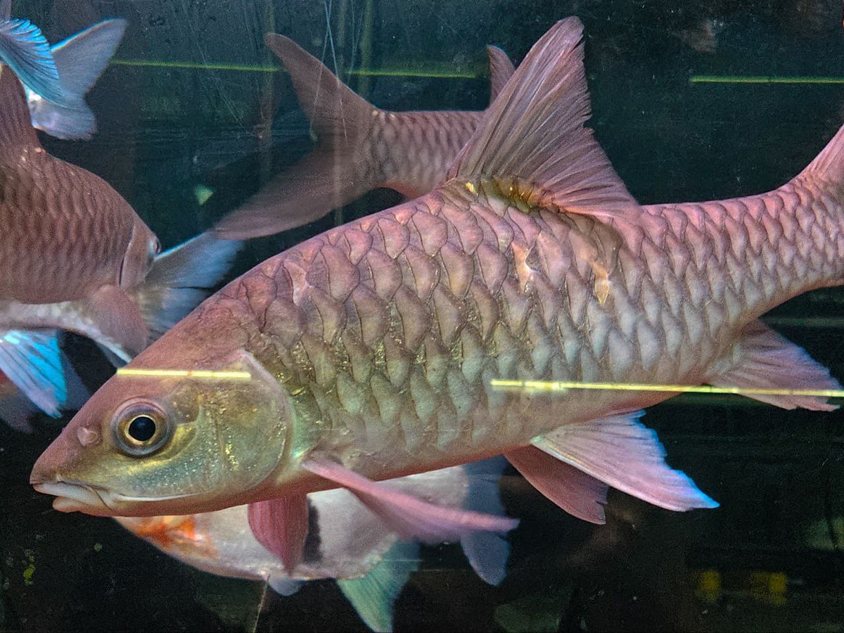 * Other Species * Tor Tambra (Blue Mahseer) 35-40cm — jzxonline