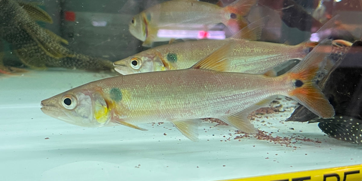 * Other Species * Acestrorhynchus Falcatus (Red tail Barracuda) 16-18c ...
