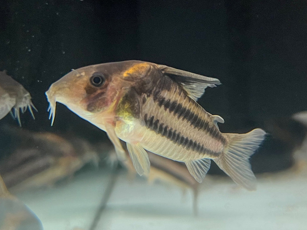 * Corydoras * Hoplisoma sp. CW127 (Super Parallelus Cory) 4-5cm — jzxonline