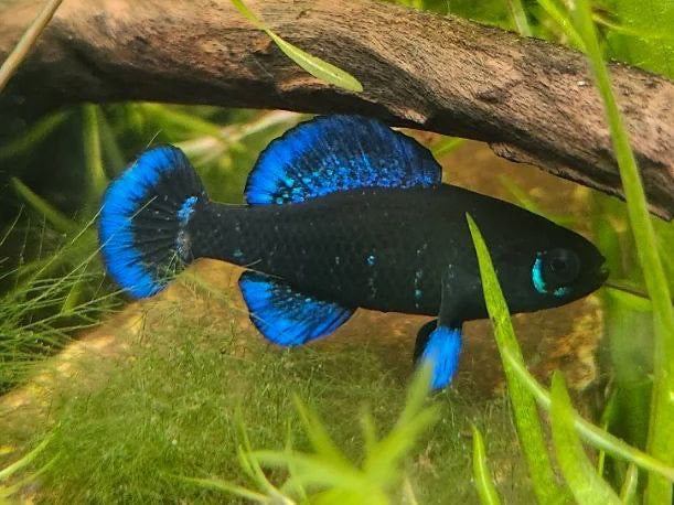 * Other Species * Elassoma Gilberti (Gulf Coast pygmy sunfish) 2-3cm ...