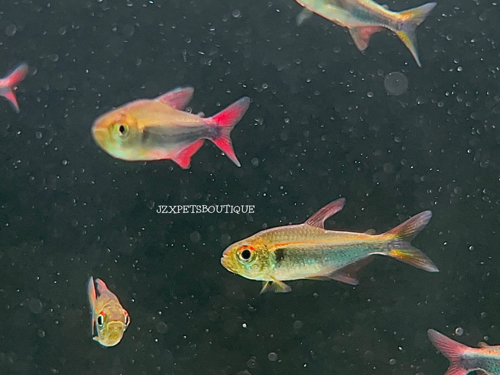 Tetras / Barbs — jzxonline