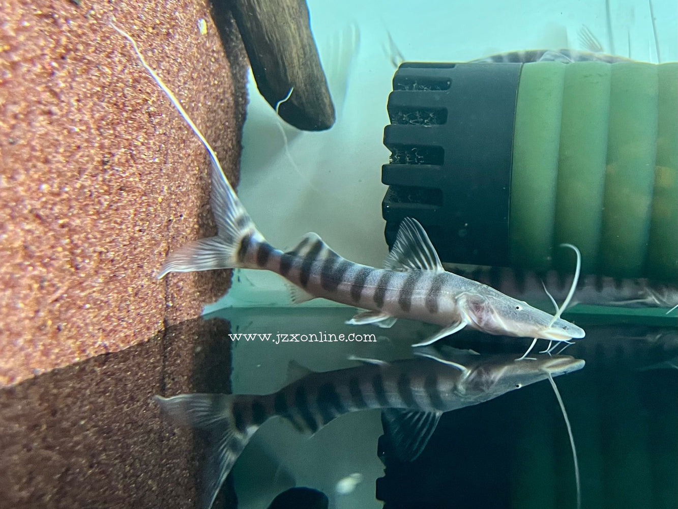 Tigrinus Catfish