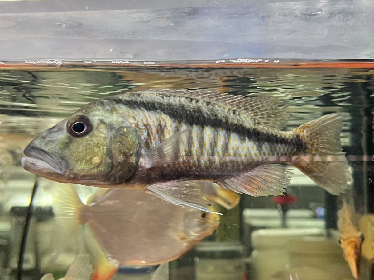 * Cichlid * Aristochromis christyi (Malawi hawk) 15-18cm — jzxonline