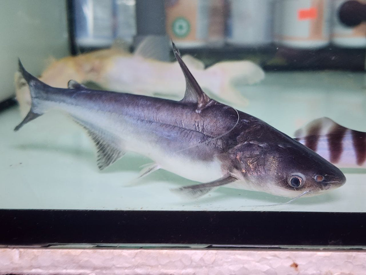 * Catfish * Pangasius nasutus (sharp-snout shark catfish) 20cm — jzxonline