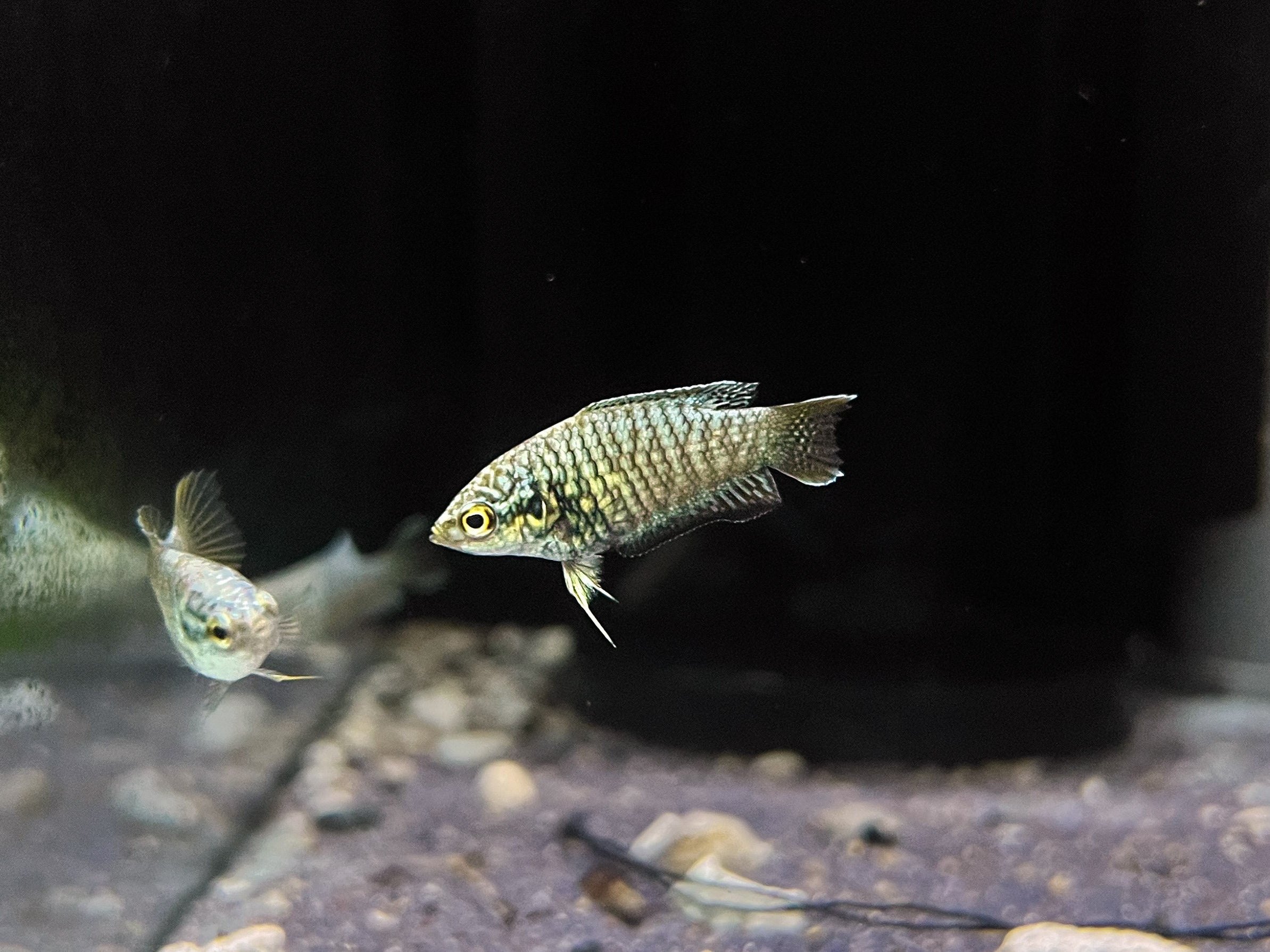 * Other Species * Macropodus opercularis “Snakeskin” (Snakeskin Paradi ...