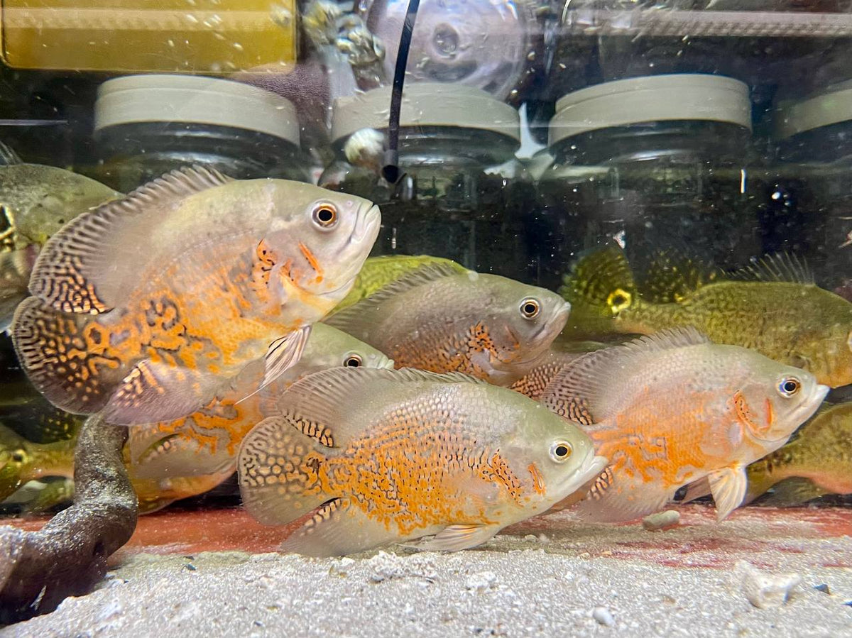 * Cichlid * Short body Oscar 10-12cm — jzxonline