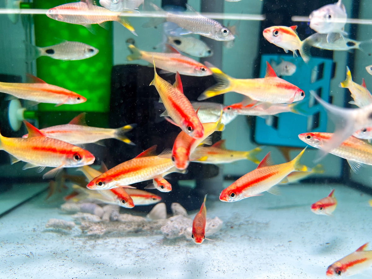 * Tetra/Barb * Sahyadria denisonii "Xanthic" (Golden torpedo barb) 6-8 ...