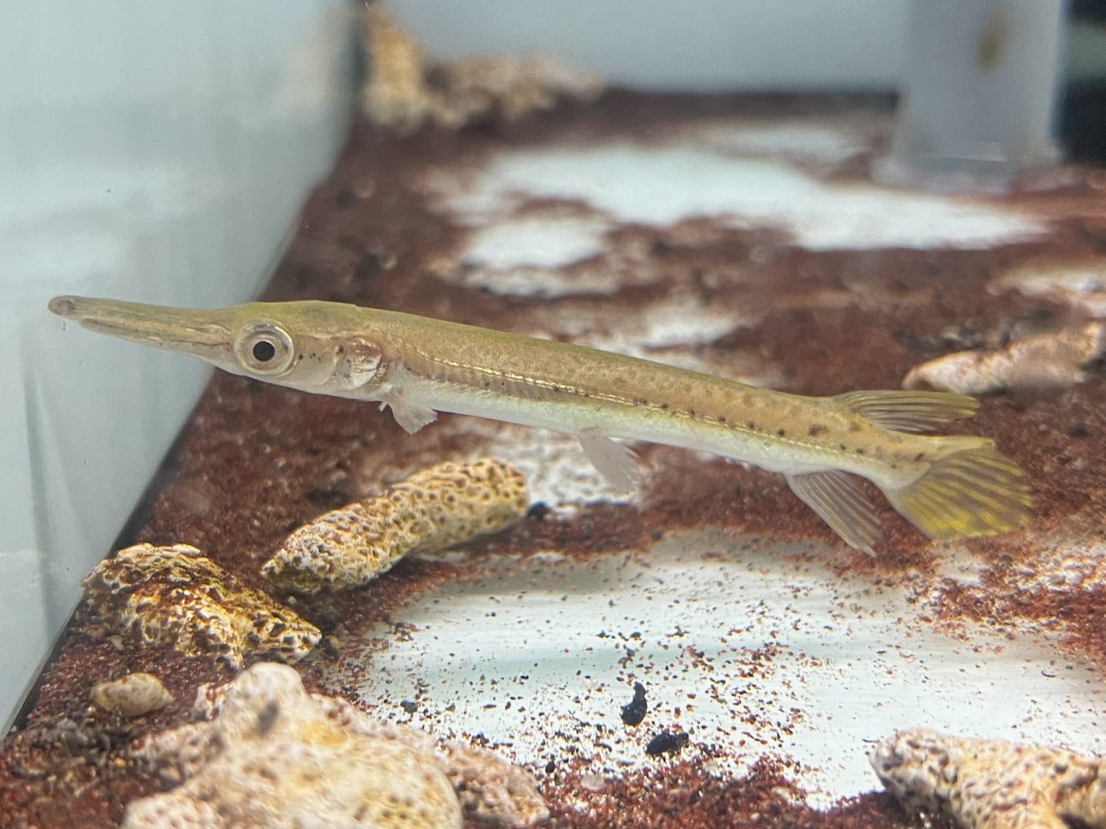 * Other Species * Atractosteus spatula (Alligator Gar) 8-10cm — jzxonline
