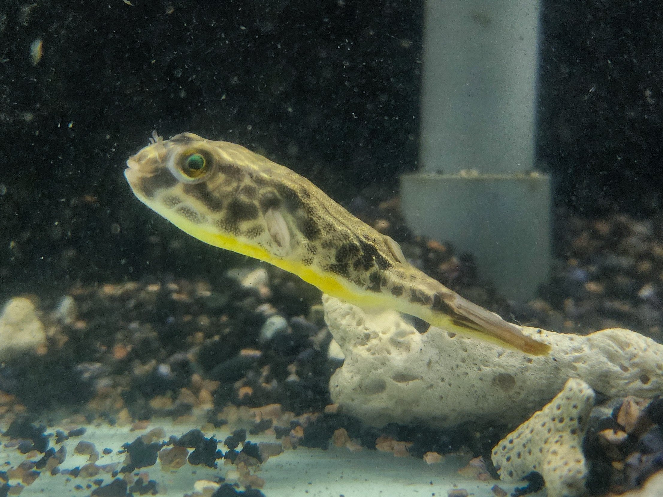 * Other Species * Tetraodon MBU (MBU puffer) 6-8cm — jzxonline