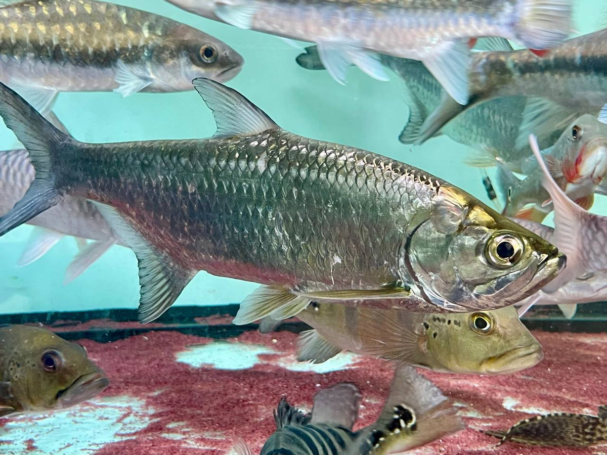 * Other Species * Megalops atlanticus (Atlantic tarpon) 40-45cm — jzxonline
