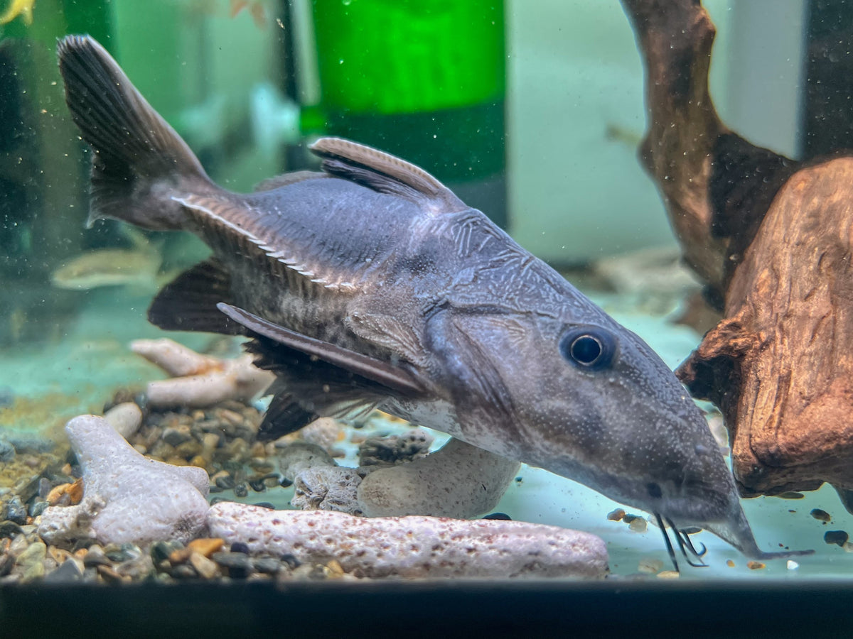 * Catfish * Oxydoras niger SB (Balloon Ripsaw catfish) 12-15cm — jzxonline