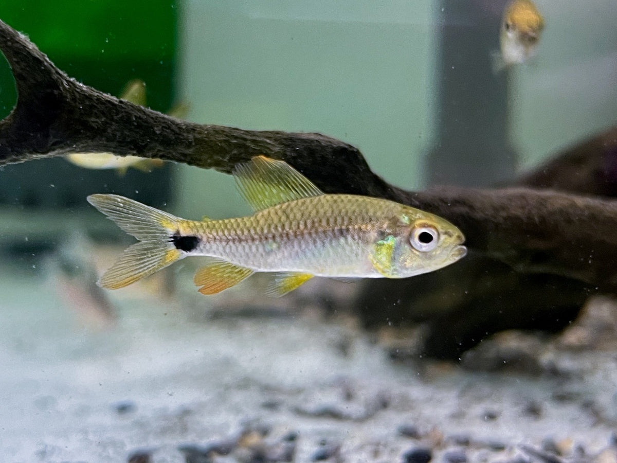 * Tetra/Barb * Crenuchus spilurus (Sailfin Tetra) — jzxonline