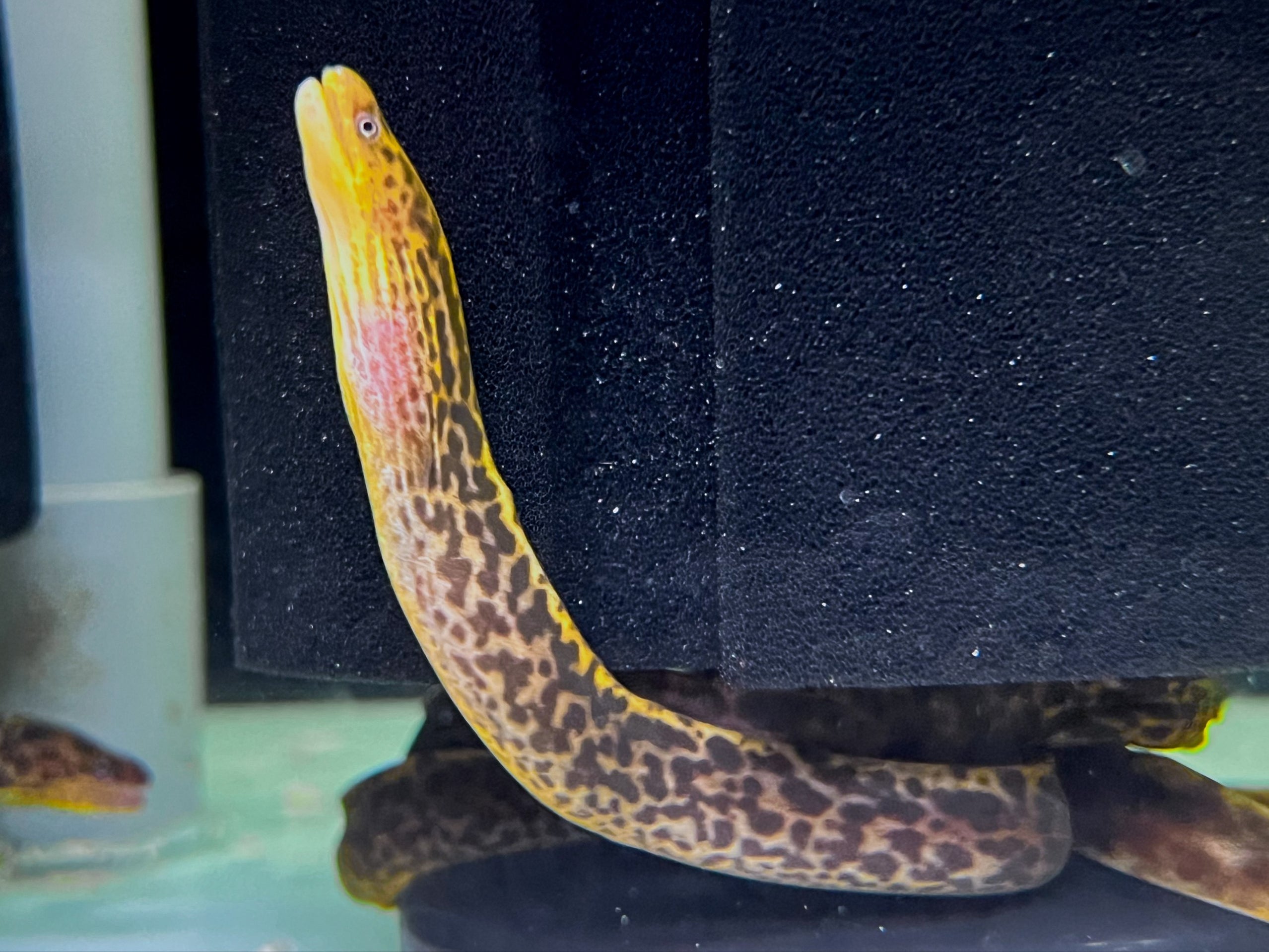 * Other Species * Gymnothorax polyuranodon (Freshwater Tiger Moray Eel ...