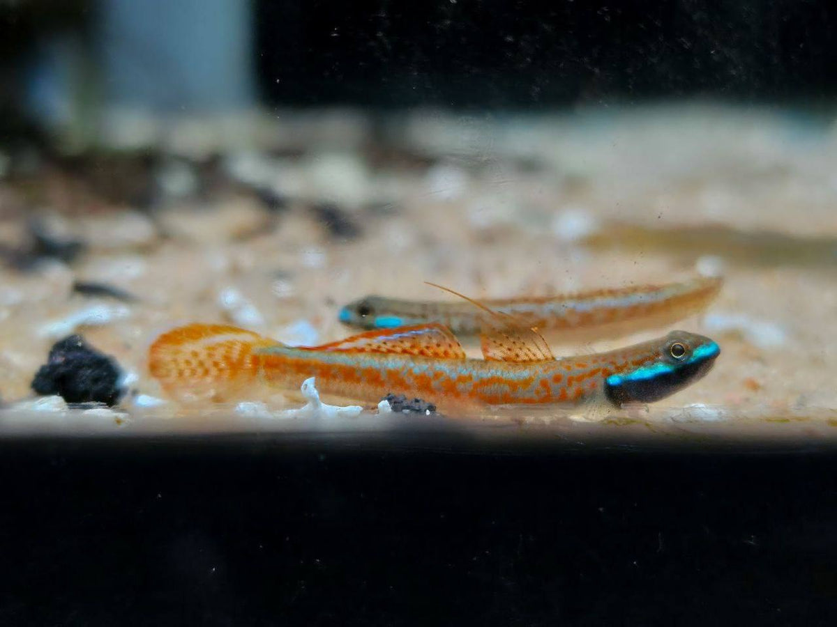 * Other Species * Stiphodon annieae (Annie Goby) 3-4cm — jzxonline