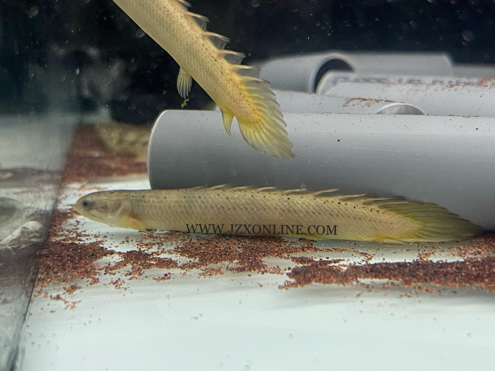 Polypterus (Bichirs) — jzxonline