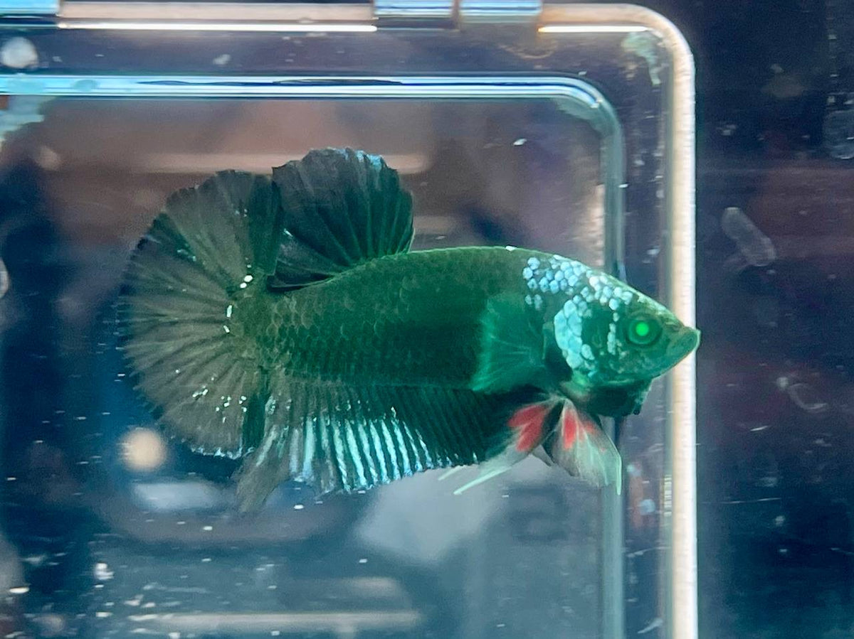 * Betta * HULK HMPK #HU10 (Actual Fish) — jzxonline